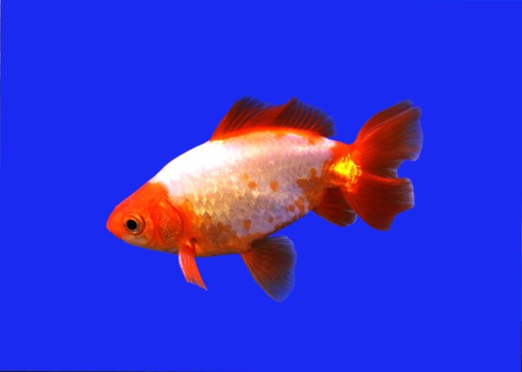 29 Types of Goldfish Breeds: Identification Guide (With Info & Pictures ...