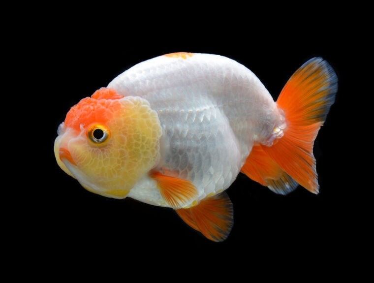 29 Types of Goldfish Breeds: Identification Guide (With Info & Pictures ...