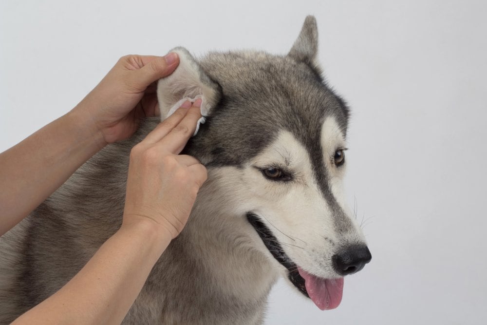 6 Incredible Husky Haircuts & Grooming Styles (With Pictures) | Hepper ...