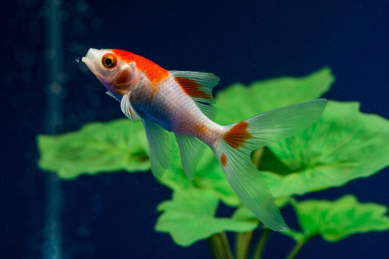 29 Types of Goldfish Breeds: Identification Guide (With Info & Pictures ...