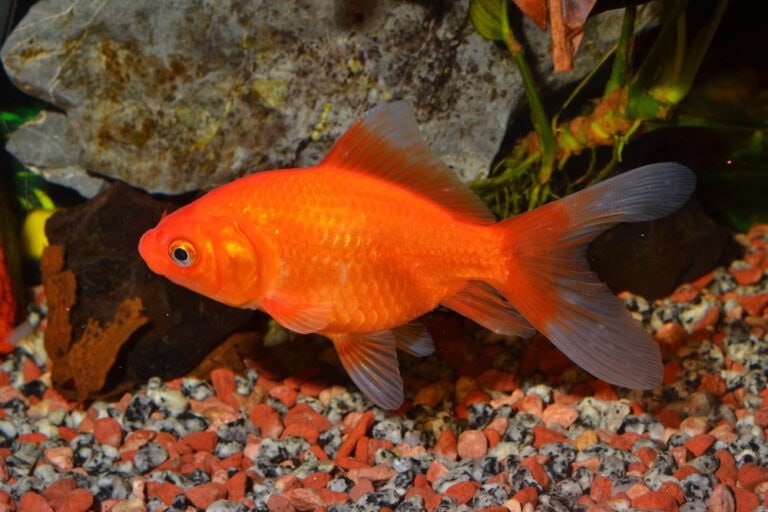 29 Types of Goldfish Breeds: Identification Guide (With Info & Pictures ...