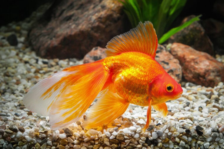 29 Types of Goldfish Breeds: Identification Guide (With Info & Pictures ...