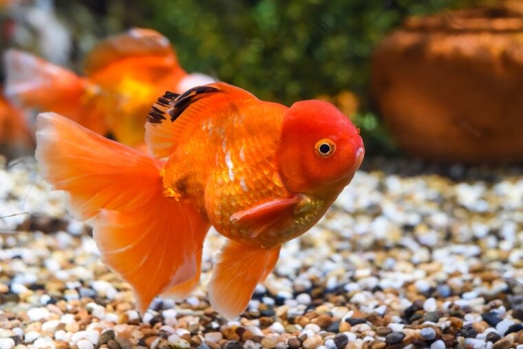 29 Types of Goldfish Breeds: Identification Guide (With Info & Pictures ...