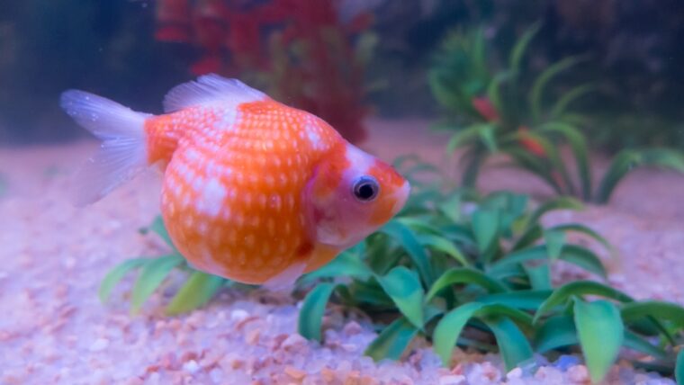 29 Types of Goldfish Breeds: Identification Guide (With Info & Pictures ...