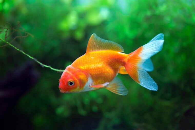 29 Types of Goldfish Breeds: Identification Guide (With Info & Pictures ...