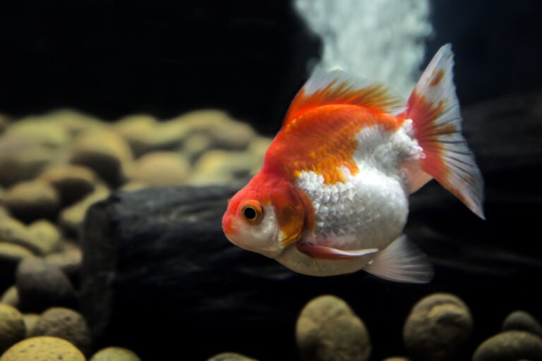 29 Types of Goldfish Breeds: Identification Guide (With Info & Pictures ...