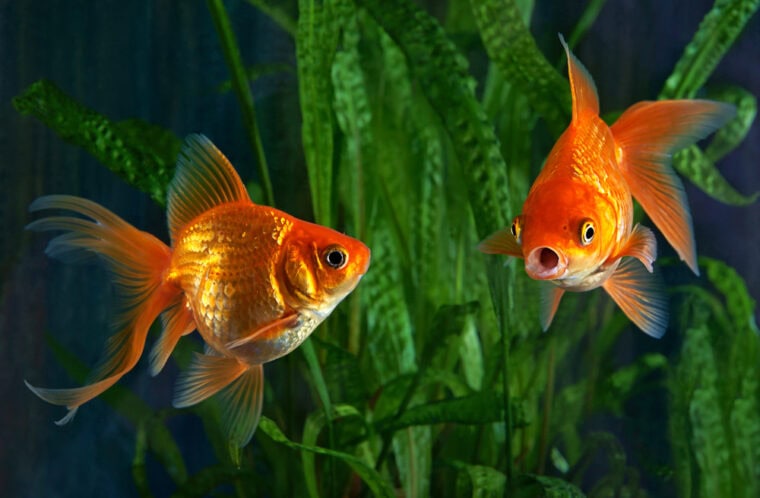 29 Types of Goldfish Breeds: Identification Guide (With Info & Pictures ...