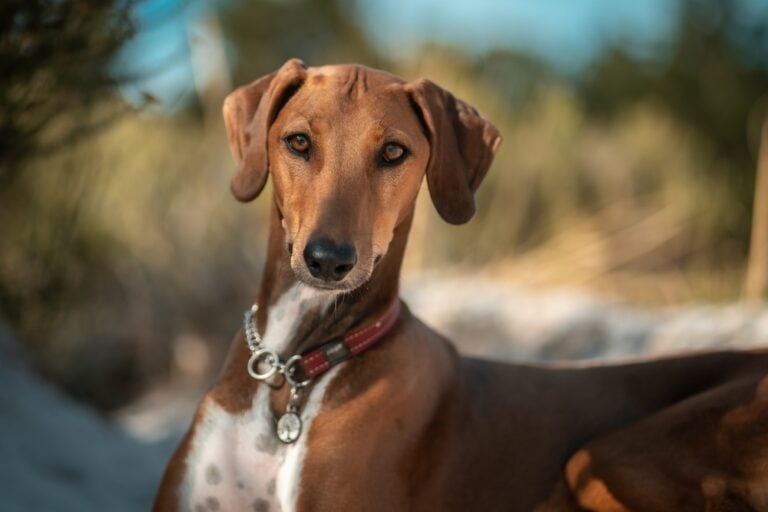 Top 20 Elegant Dog Breeds (With Pictures) | Hepper Pet Resources