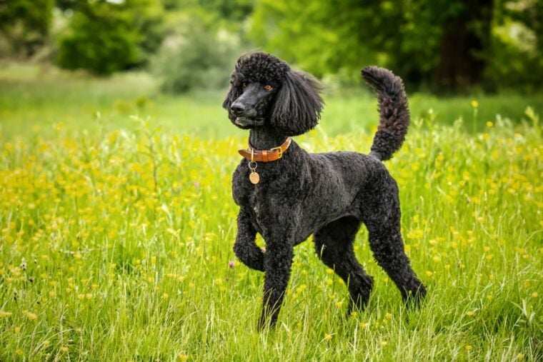 Top 20 Elegant Dog Breeds (With Pictures) | Hepper Pet Resources