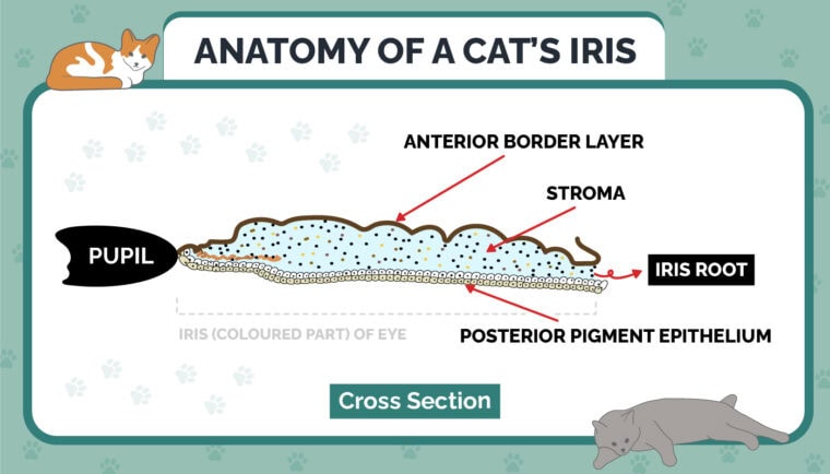 Iris Melanosis in Cats: Signs, Causes & Treatment (Vet Answer) | Hepper ...