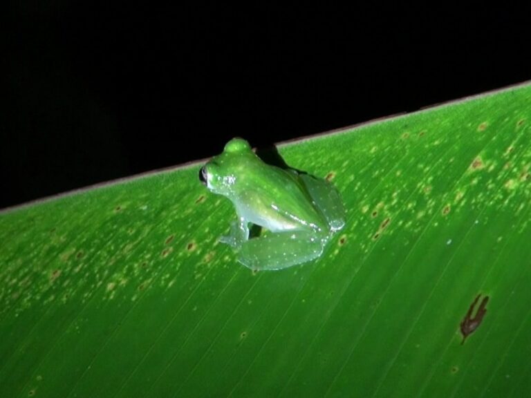 5 Types of Glass Frogs (With Info & Pictures) | Hepper Pet Resources