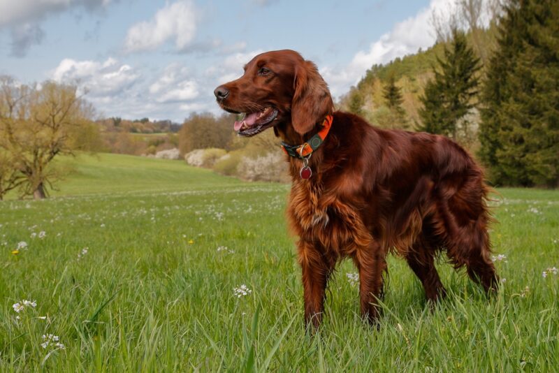 Top 20 Elegant Dog Breeds (With Pictures) | Hepper Pet Resources