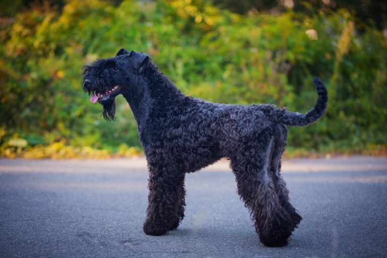 Top 20 Elegant Dog Breeds (With Pictures) | Hepper Pet Resources