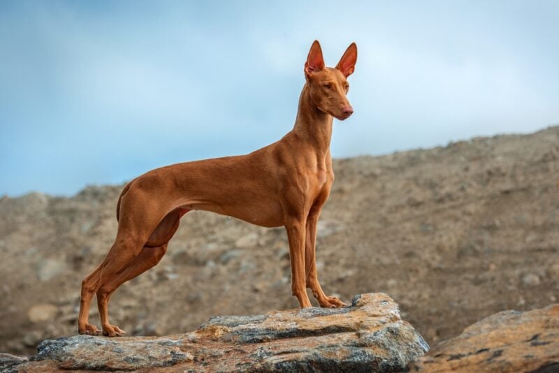 Top 20 Elegant Dog Breeds (With Pictures) | Hepper Pet Resources