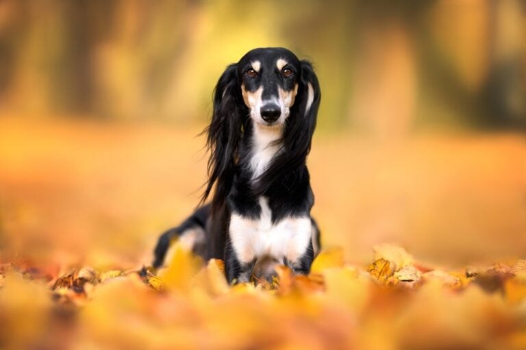 Top 20 Elegant Dog Breeds (With Pictures) | Hepper Pet Resources