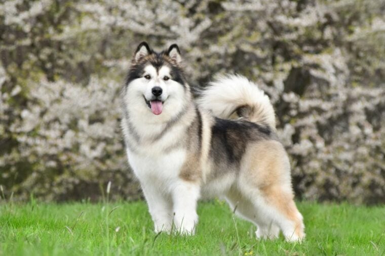 11 Alaskan Malamute Colors & Patterns (With Pictures) | Hepper Pet ...
