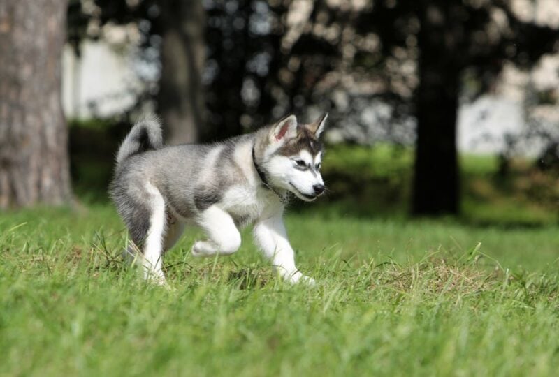 11 Alaskan Malamute Colors & Patterns (With Pictures) | Hepper Pet ...
