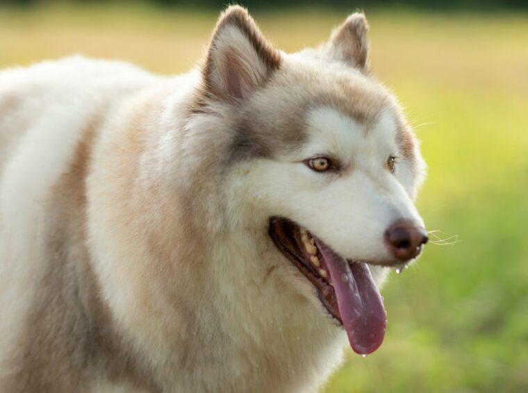 11 Alaskan Malamute Colors & Patterns (With Pictures) | Hepper Pet ...