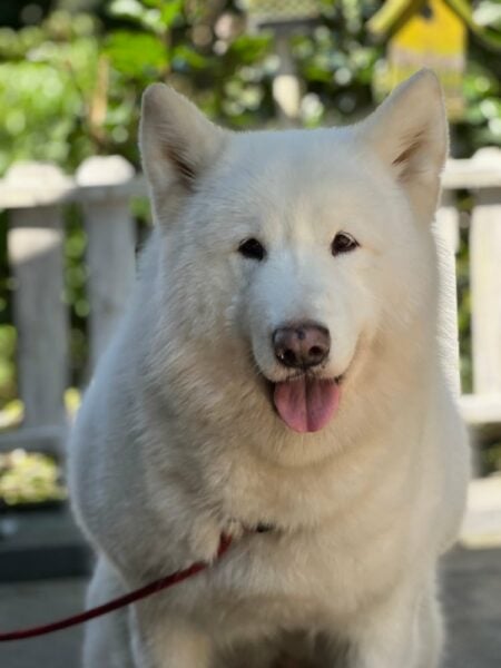 11 Alaskan Malamute Colors & Patterns (With Pictures) | Hepper Pet ...