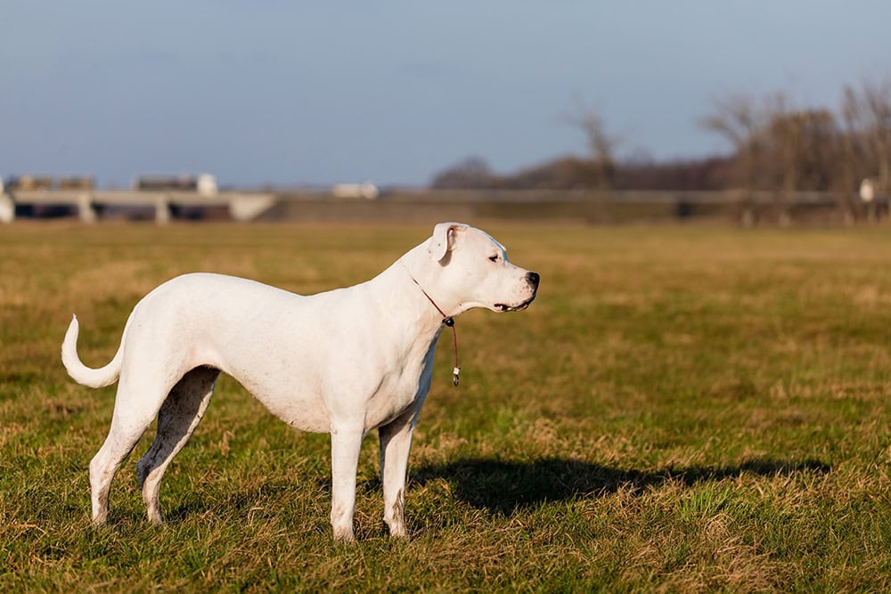 20 Dog Breeds Built to Have the Strongest Bite Force: What the Science ...