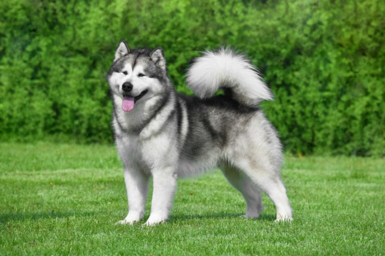 11 Alaskan Malamute Colors & Patterns (With Pictures) | Hepper Pet ...