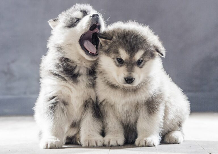 11 Alaskan Malamute Colors & Patterns (With Pictures) | Hepper Pet ...