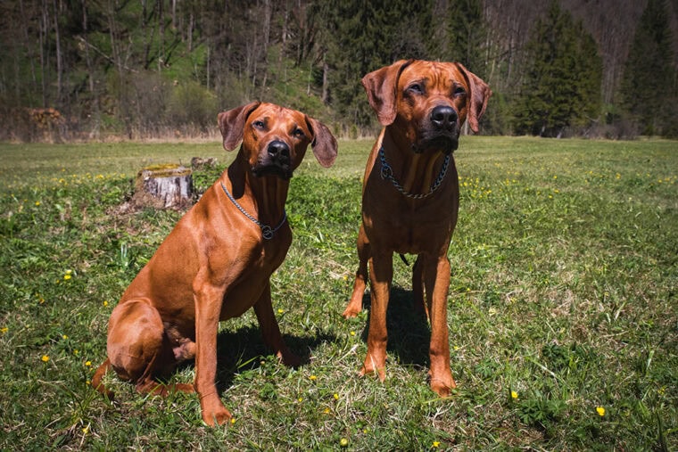 Rhodesian Ridgeback Bite Force