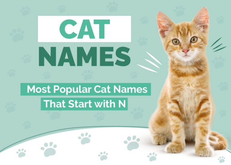 The Most Popular Cat Names That Start with N (Updated for 2026 ...