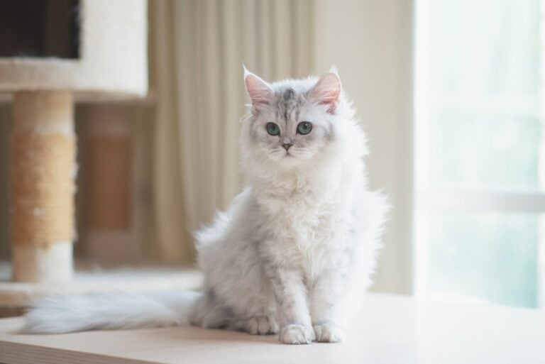 10 Reasons Why Cats Are So Curious: Instinct & Personality Facts ...