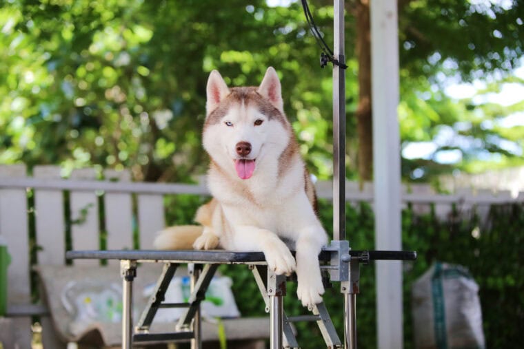 6 Incredible Husky Haircuts & Grooming Styles (With Pictures) | Hepper ...