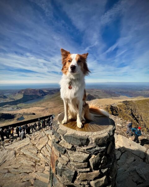 Welsh Sheepdog Dog Breed: Info, Pictures, Care & Traits | Hepper Pet ...