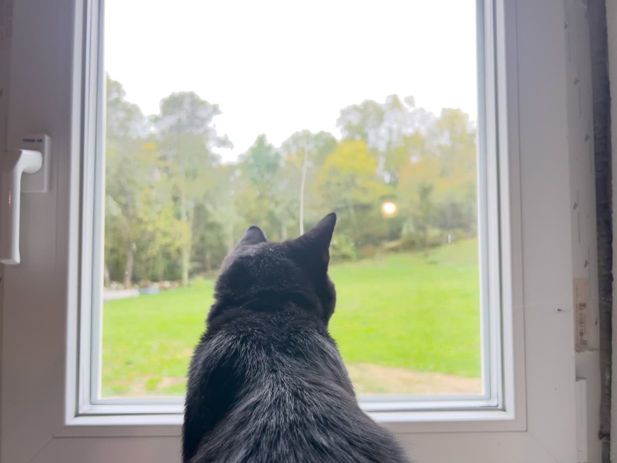 Cats and Windows: The Sacrifices We Make For Our Cats | Hepper Pet ...