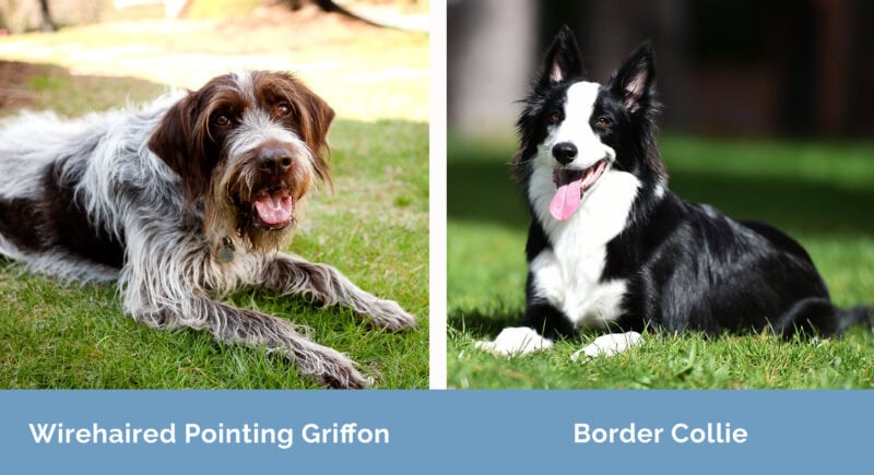 20 Wirehaired Pointing Griffon Mixes (With Pictures) | Hepper Pet Resources