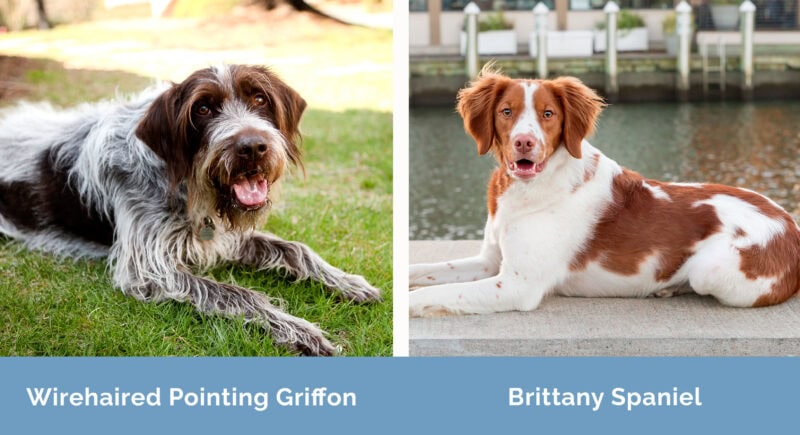 20 Wirehaired Pointing Griffon Mixes (With Pictures) | Hepper Pet Resources