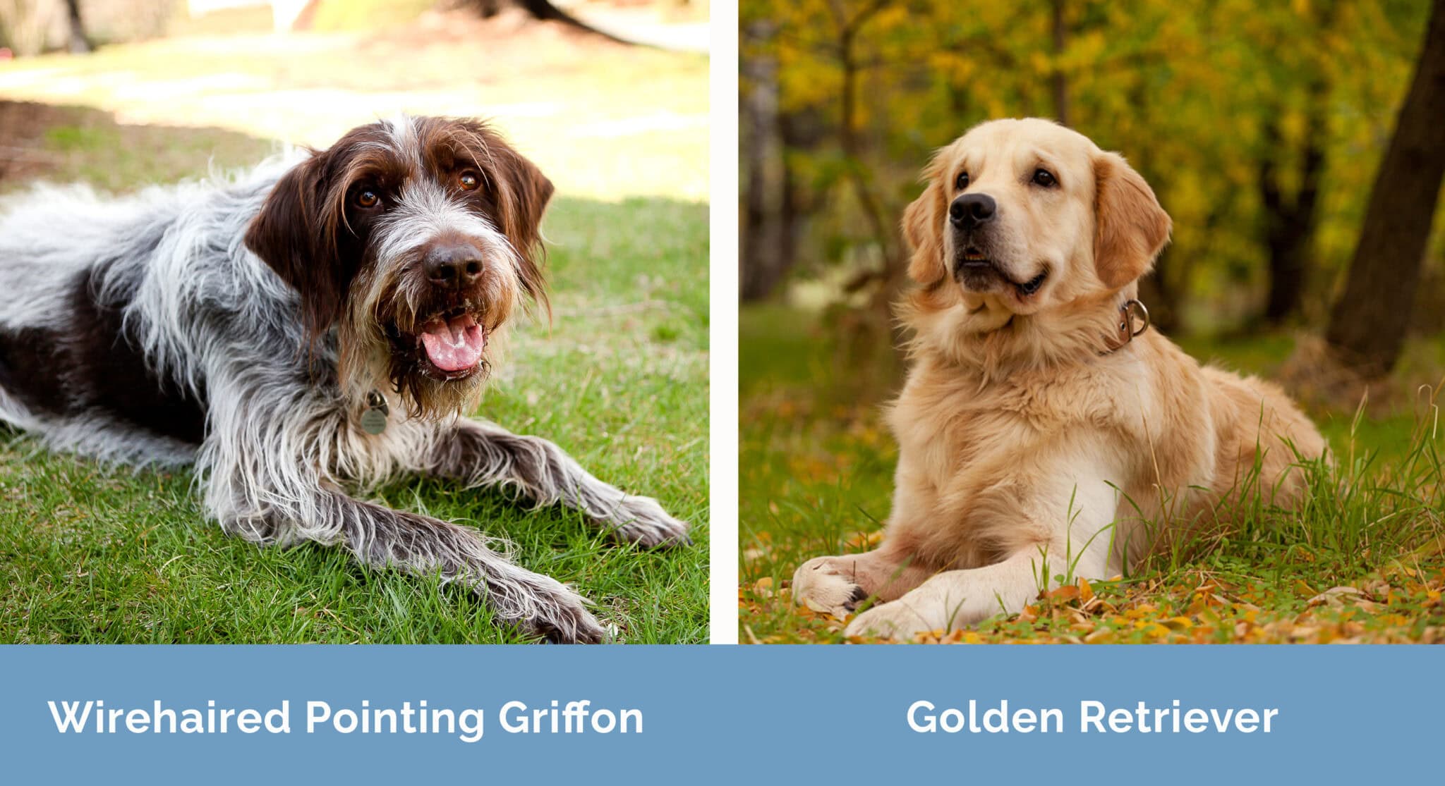 20 Wirehaired Pointing Griffon Mixes (With Pictures) | Hepper Pet Resources