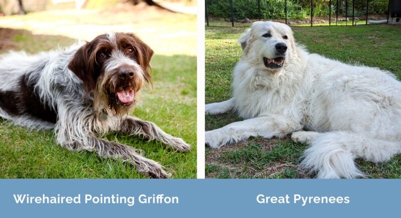 20 Wirehaired Pointing Griffon Mixes (With Pictures) | Hepper Pet Resources