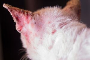 How to Tell if a Cat Has Mange: Our Vet Explains (With Pictures ...