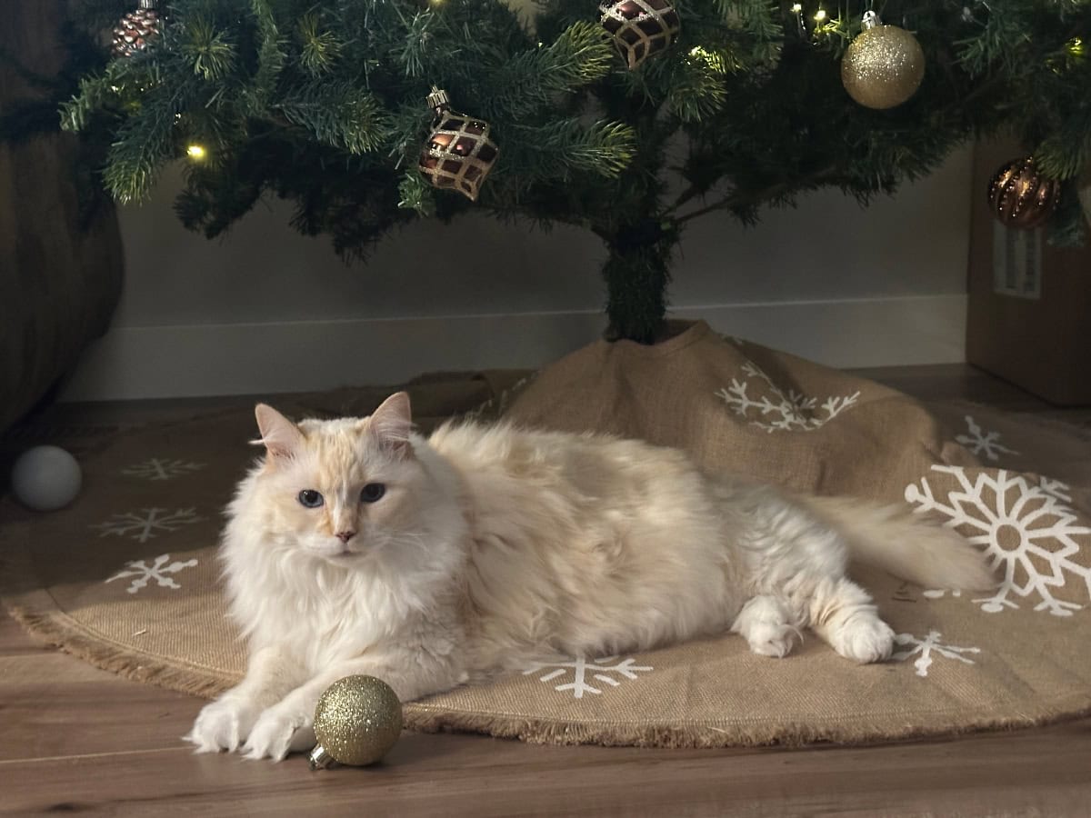 How To Keep Dogs Away From Christmas Trees (5 Proven Methods) | Hepper ...