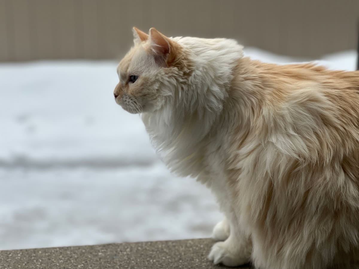 Whiskers Keen for Winter: Blue Is Ready to Be Outdoors | Hepper Pet ...