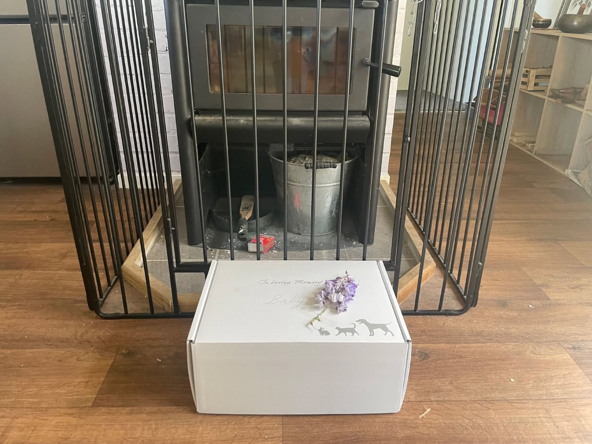 What Do You Do With a Cat's Body After They Die? Bringing Our Baby Cat ...