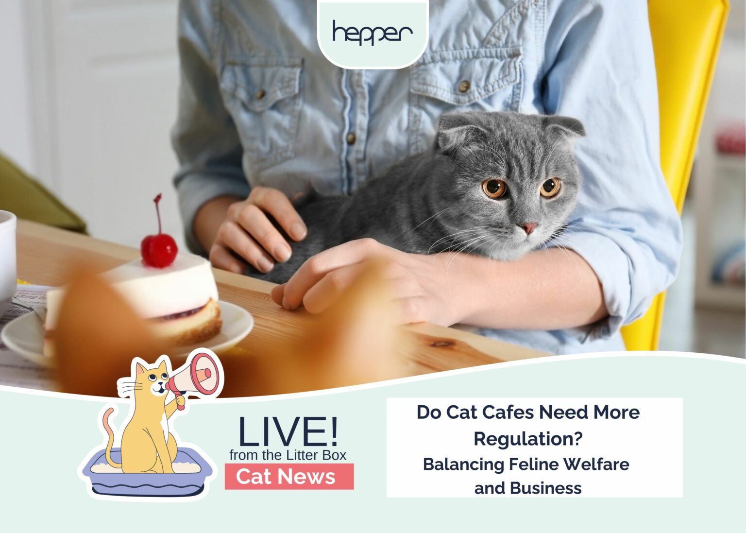 The Rise of Cat Cafes: How Have They Become So Popular? | Hepper Pet ...