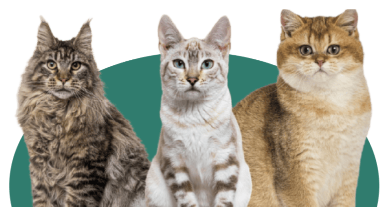 Cat Breeds A-Z Category Page | Hepper