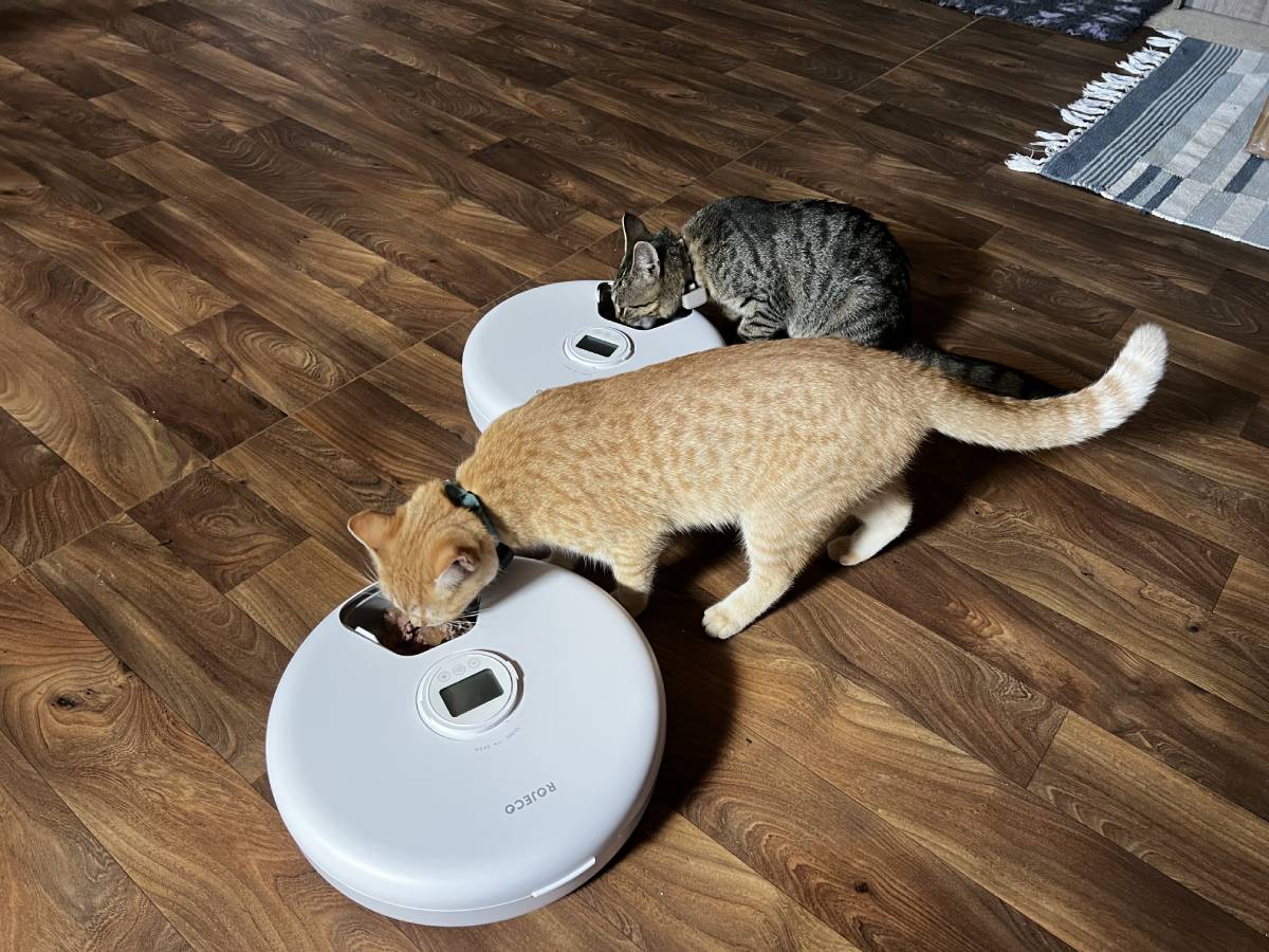 Automatic Cat Feeders: A Review from Two Kittens | Hepper Pet Resources